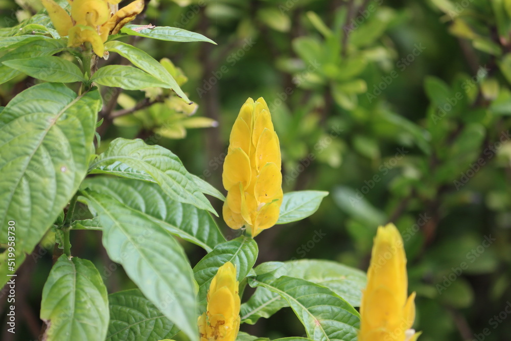 Cambodia. Pachystachys lutea, known as the golden shrimp plant or ...