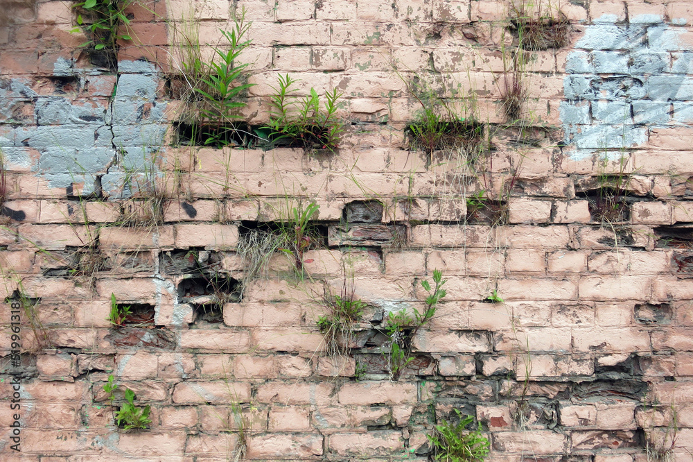 Plants grow in the brickwork. Life in destroyed buildings Stock Photo ...