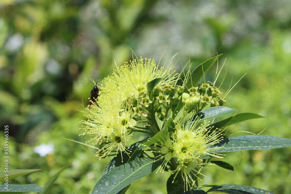 Cambodia. Xanthostemon chrysanthus, the golden penda or first love, is ...