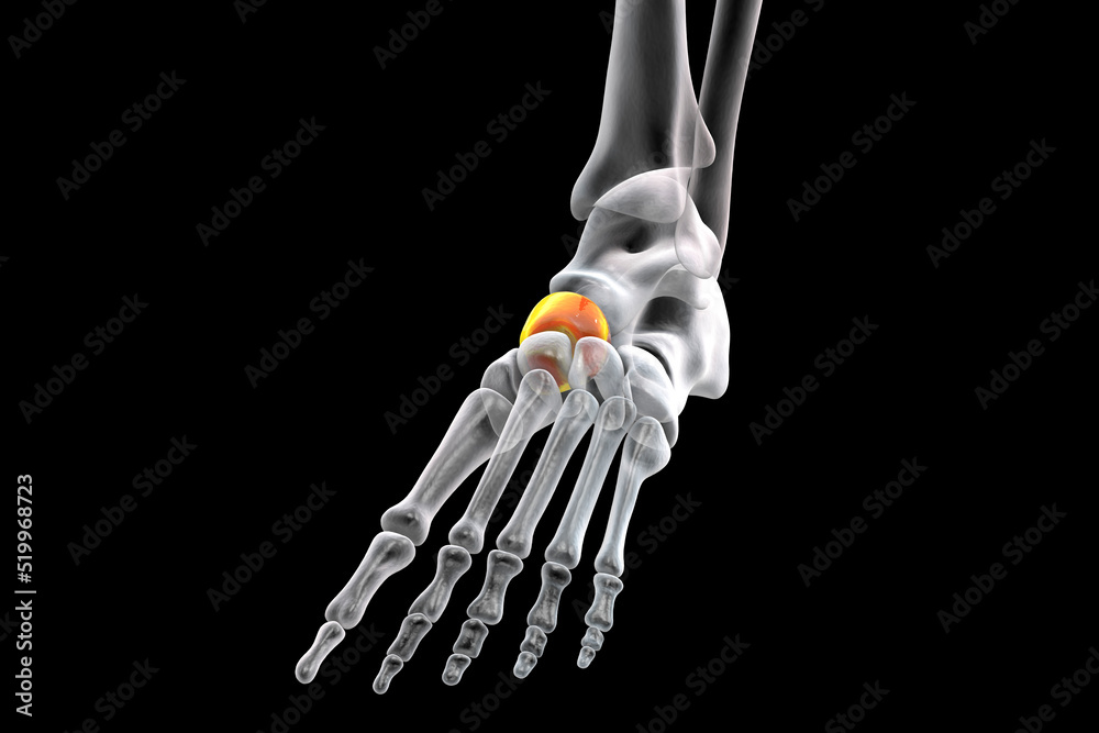 Human foot anatomy. Navicular bone of the foot Stock Illustration ...