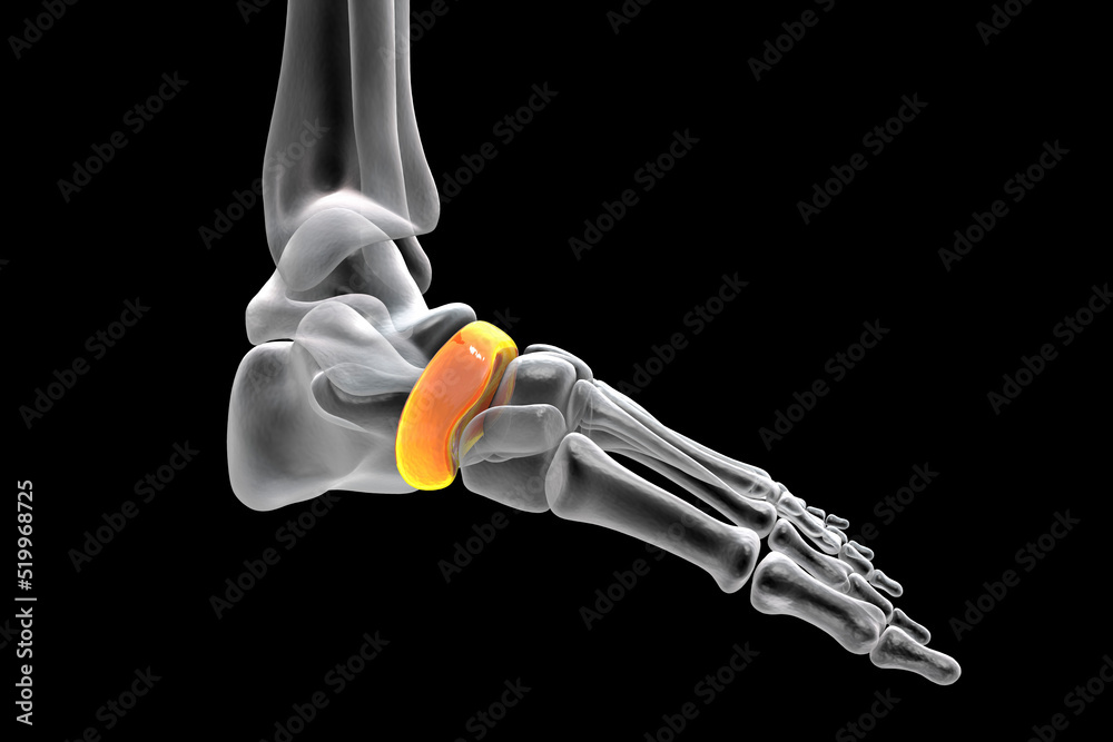 Human foot anatomy. Navicular bone of the foot Stock Illustration ...