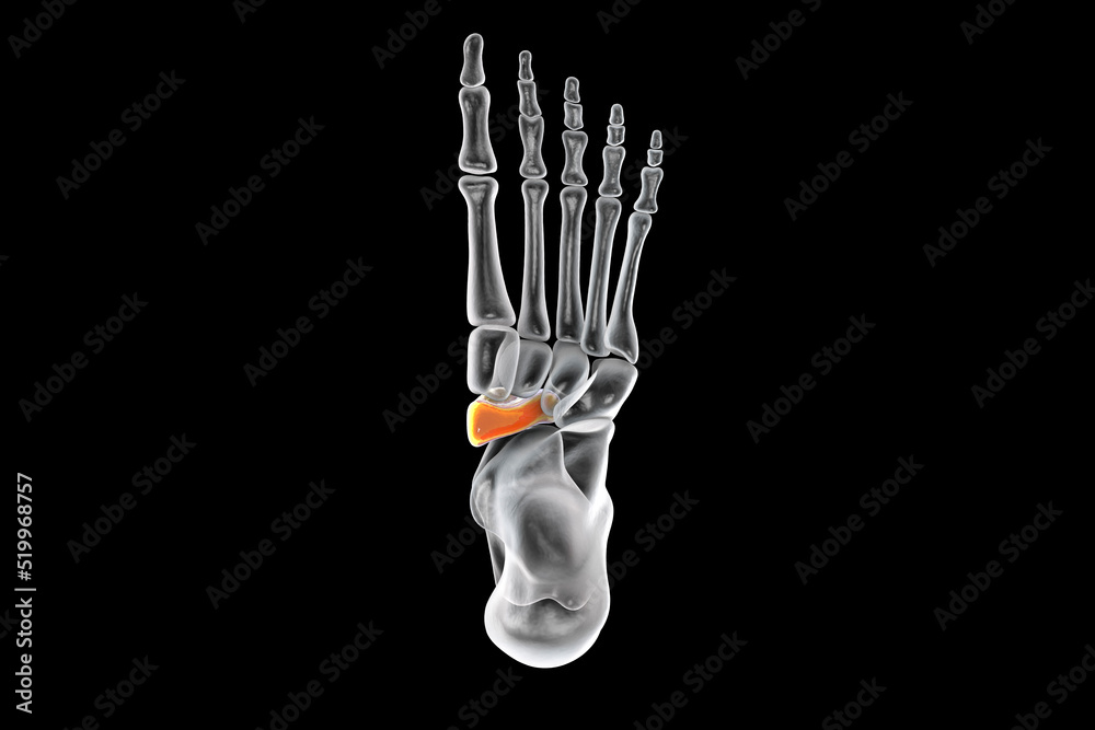 Human foot anatomy. Navicular bone of the foot Stock Illustration ...
