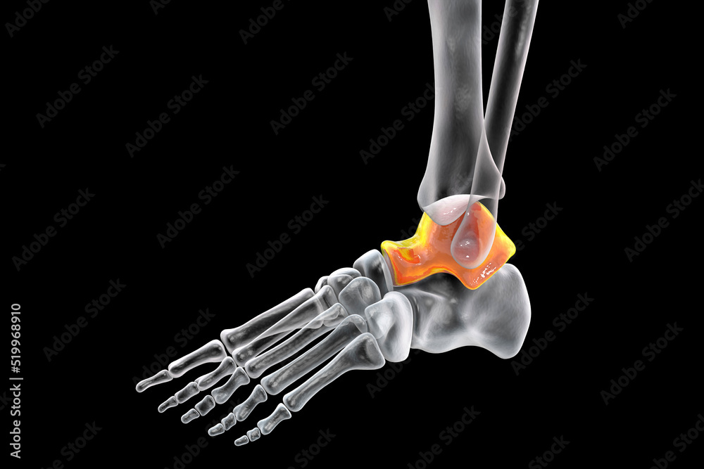 Human foot anatomy. Talus bone of the foot Stock Illustration | Adobe Stock