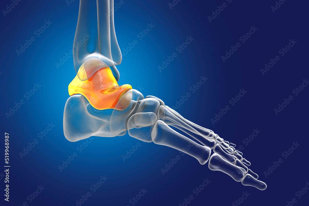 Póster Human foot anatomy. Talus bone of the foot – Cuadro para Pared ...