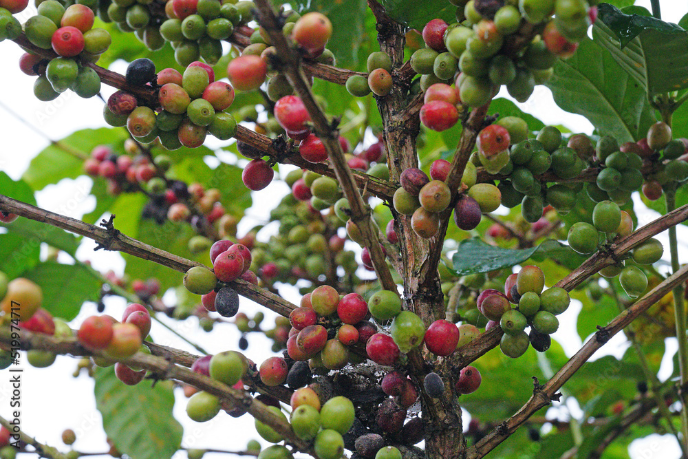 Foto de Selective Focus Arabica coffee seed on Coffee arabica tree is a ...
