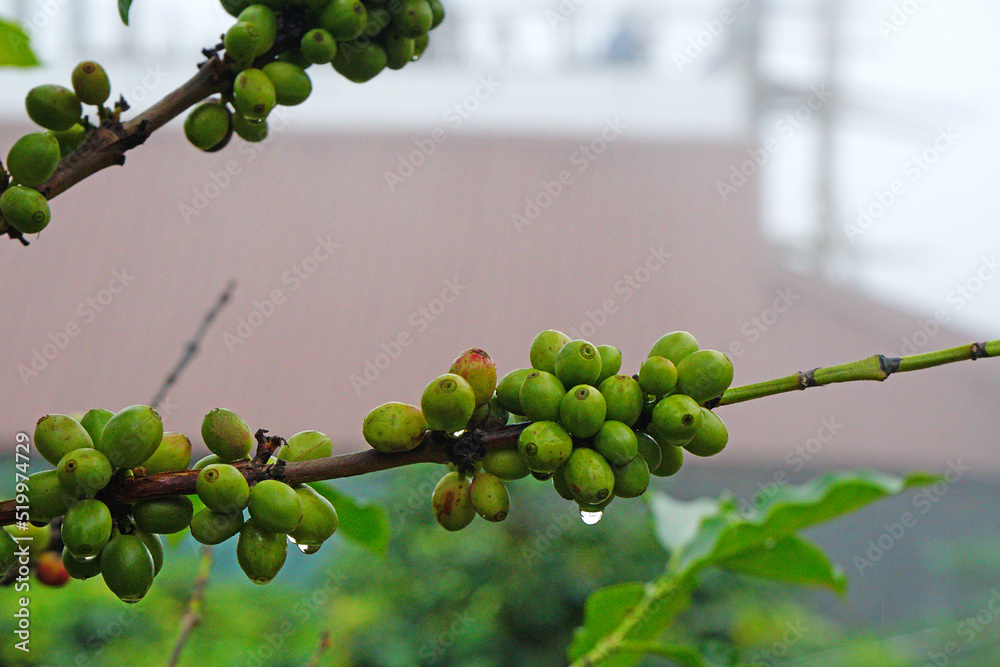 Foto de Selective Focus Arabica coffee seed on Coffee arabica tree is a ...