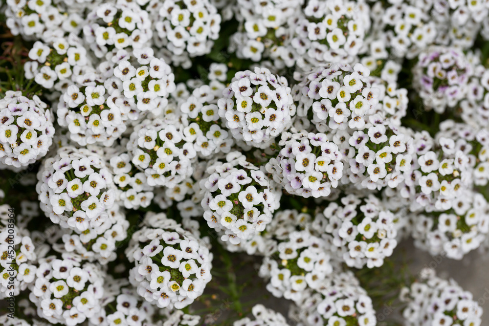 Lobularia maritima flowers syn. Alyssum maritimum, common name sweet ...