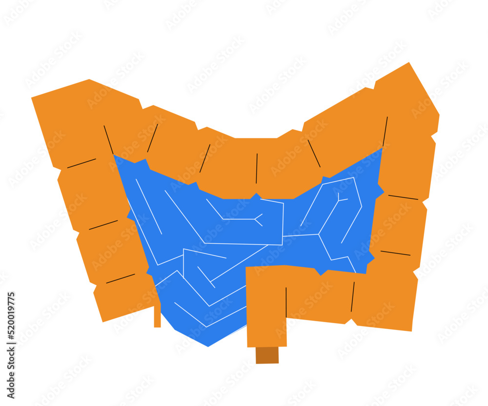 Medical chart of intestine in simple geometric style. Human anatomy ...