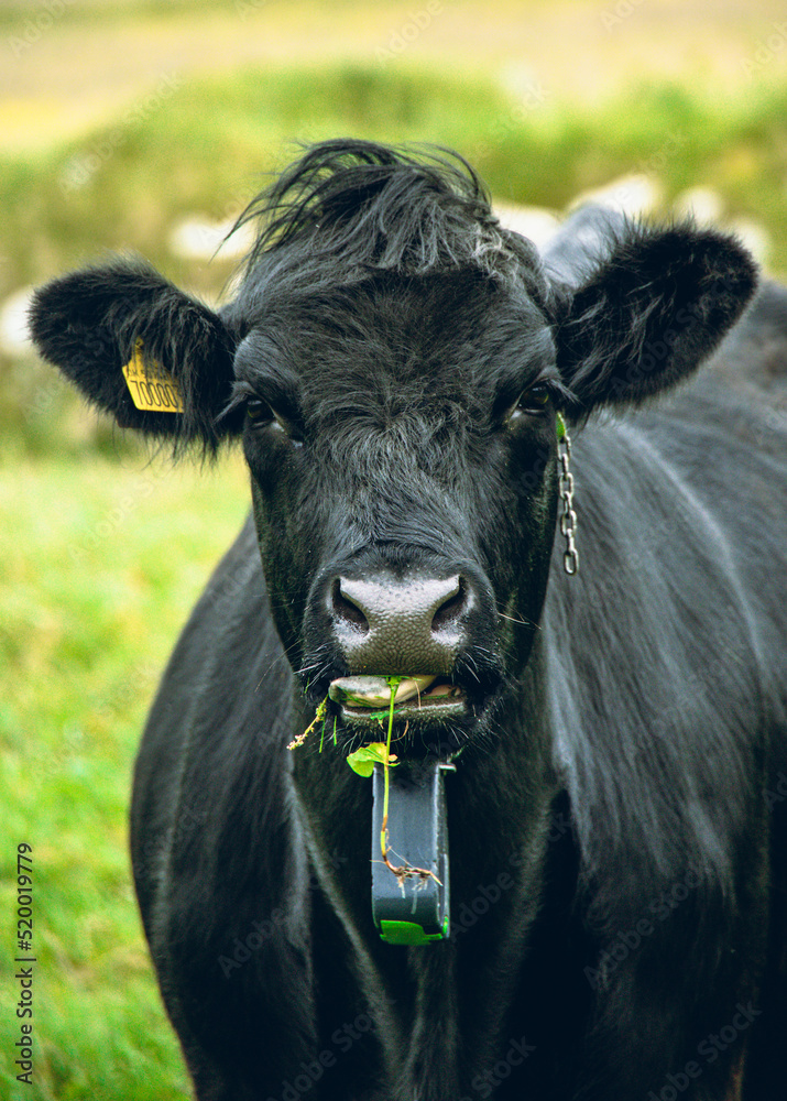 Scottish highlander cow portraits in the Isle of Lewis and Harris ...
