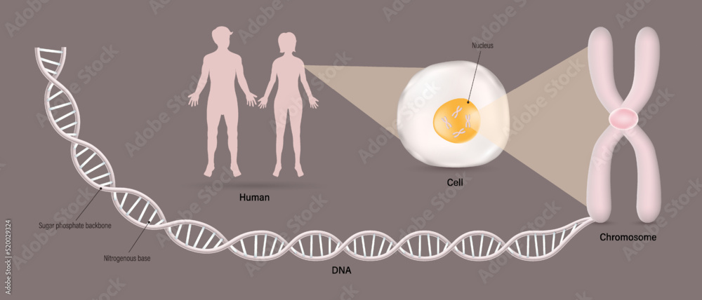 Human, Cell anatomy, chromosome and DNA (Deoxyribonucleic Acid). Vector ...