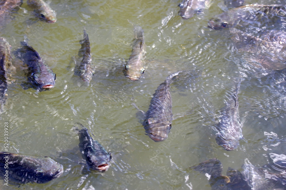 Group of of Nile tilapia (Oreochromis niloticus) fish swimming close to ...