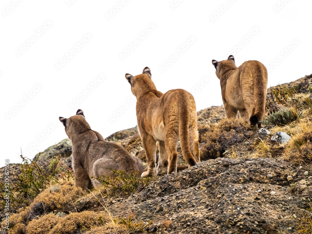 Pumas (Puma concolor), Torres del Paine National Park, Patagonia, Chile ...