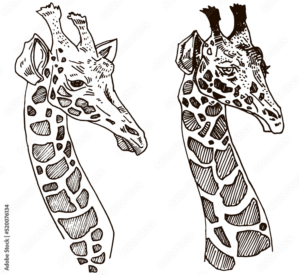 Set Giraffe head line art drawing coloring children book graphics ink ...