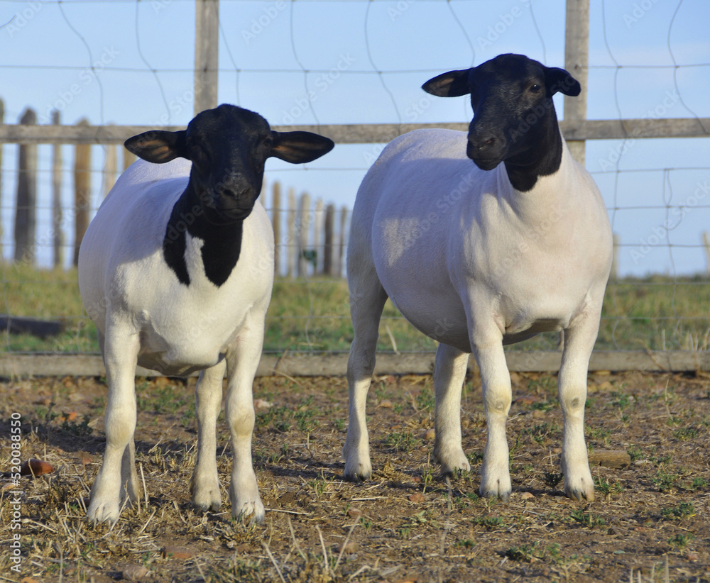 Beautiful female Dorper sheep on the farm Stock-Foto | Adobe Stock