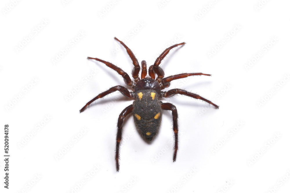 Closeup picture of a female of the Mediterranean disc web spider ...