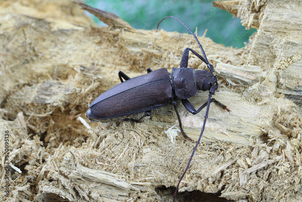 Carpenter longhorn, Long horned beetle (Ergates faber), male on ...