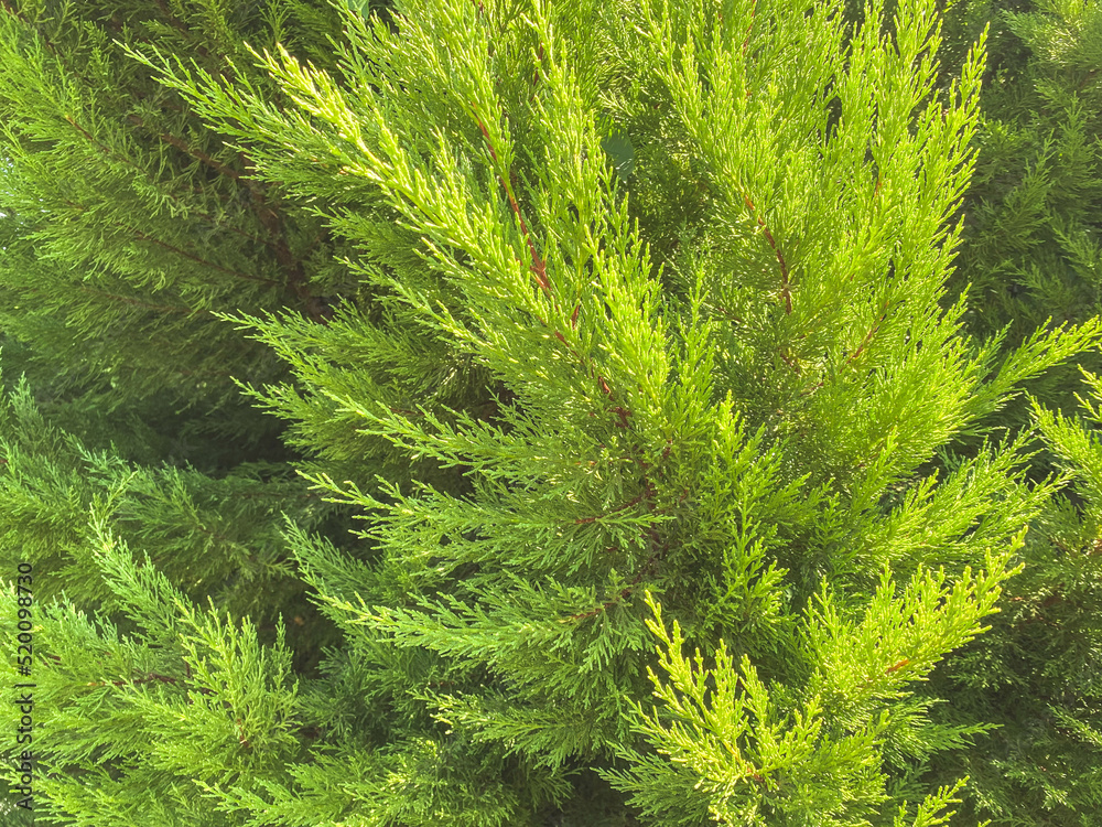 fresh plants. bush with green leaves. exotic tree in a hot, tropical ...