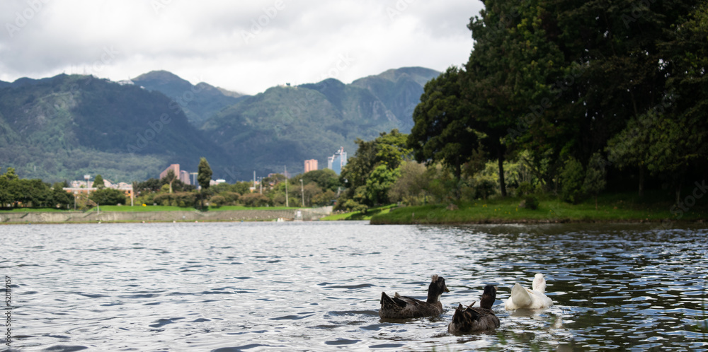 Foto de Patos nadando en el lago de un parque con la ciudad y las ...
