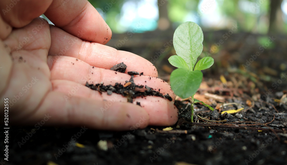One hand cares for the saplings to become strong trees. World ...