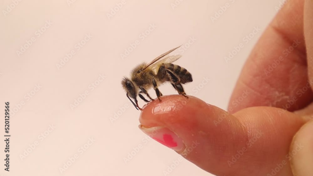 Honeybee drinking honey on a little girl's finger. kid wants to become ...
