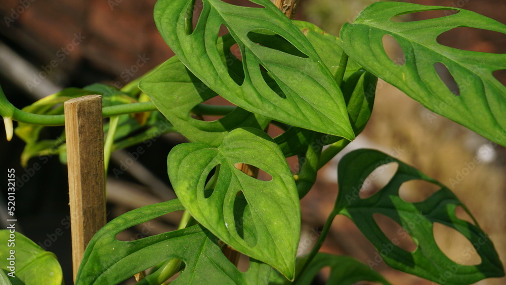 Monstera Acuminata, Monstera Adansonii, Monstera Obliqua popular in ...