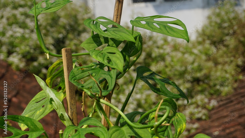 Monstera Acuminata, Monstera Adansonii, Monstera Obliqua popular in ...
