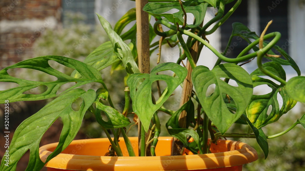 Monstera Acuminata, Monstera Adansonii, Monstera Obliqua popular in ...