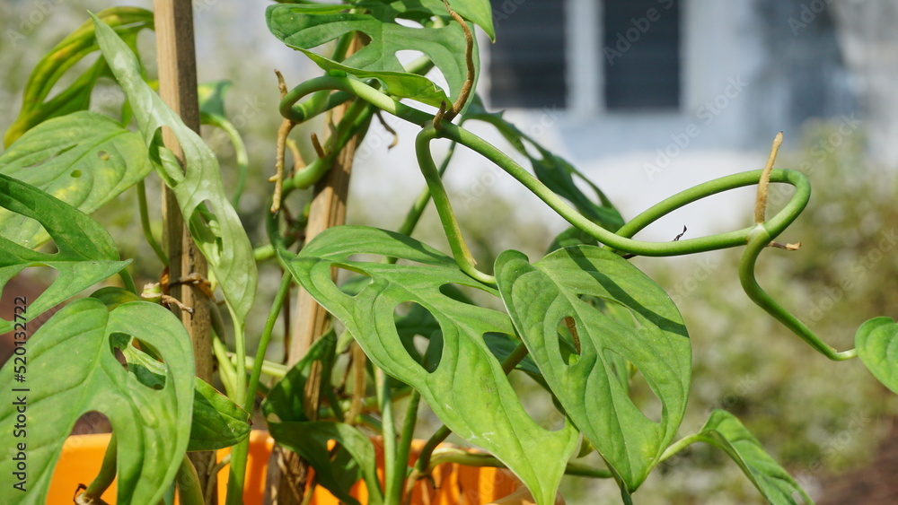 Monstera Acuminata, Monstera Adansonii, Monstera Obliqua popular in ...