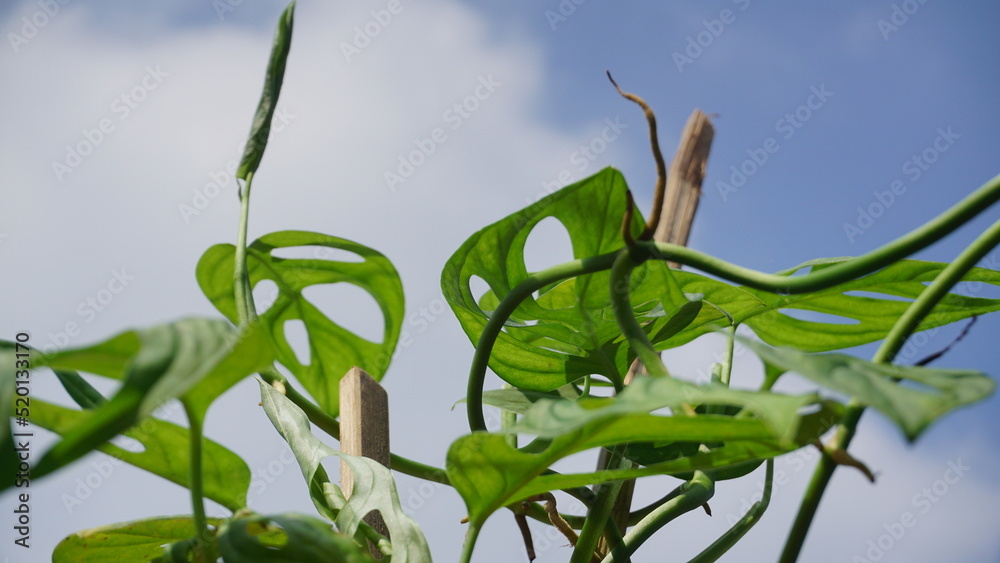 Monstera Acuminata, Monstera Adansonii, Monstera Obliqua popular in ...