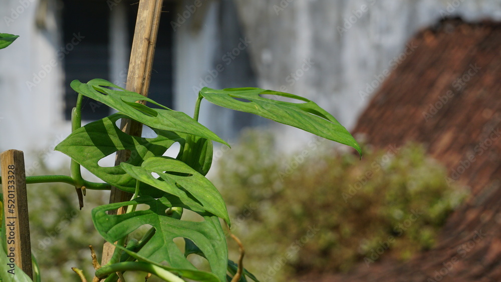 Monstera Acuminata, Monstera Adansonii, Monstera Obliqua popular in ...