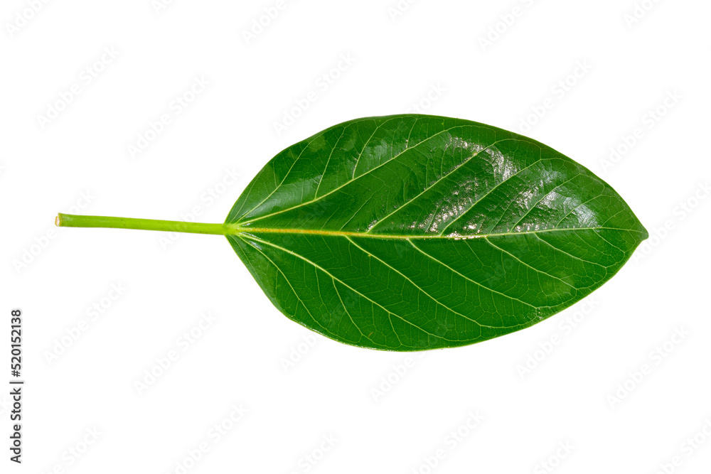 banyan tree leaves isolated on white background. natural green leaf ...