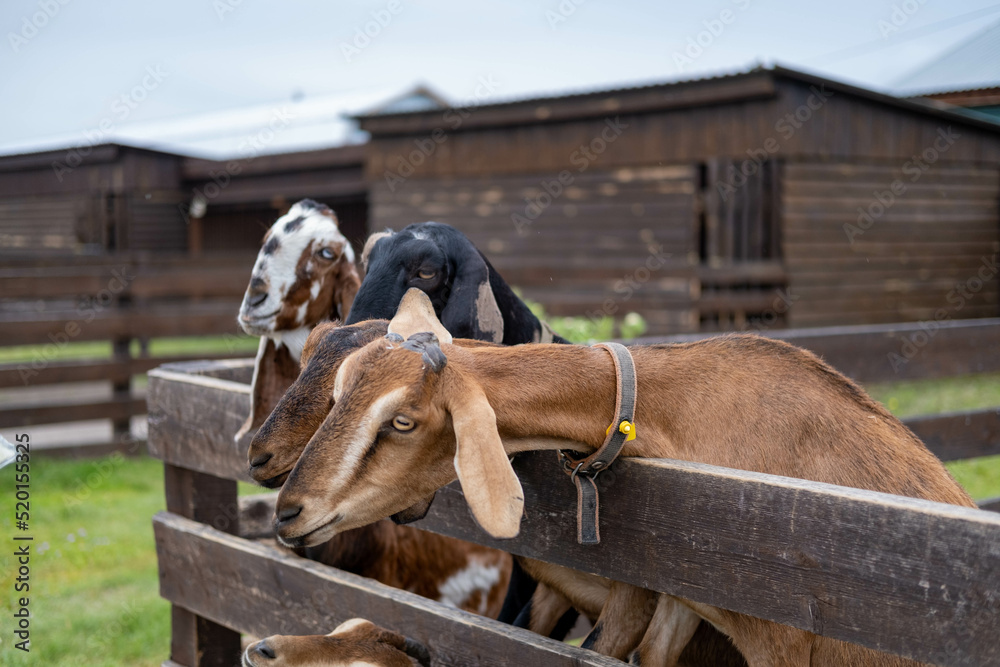 goats graze on the farm. goats in close-up on an eco-farm in a pen. The ...