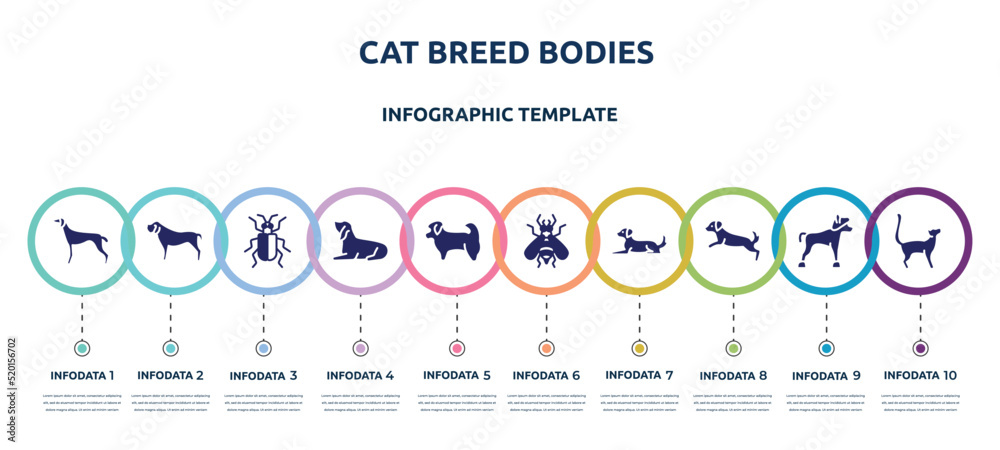 cat breed bodies concept infographic design template. included ...