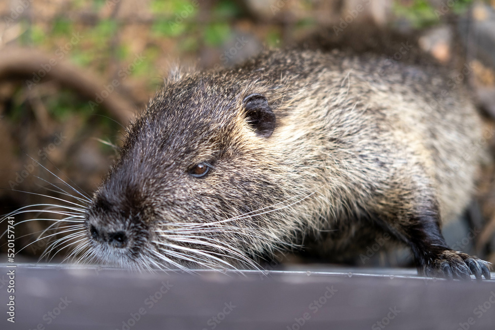 A close-up of a koipu, also known as nutria, a large herbivorous semi ...