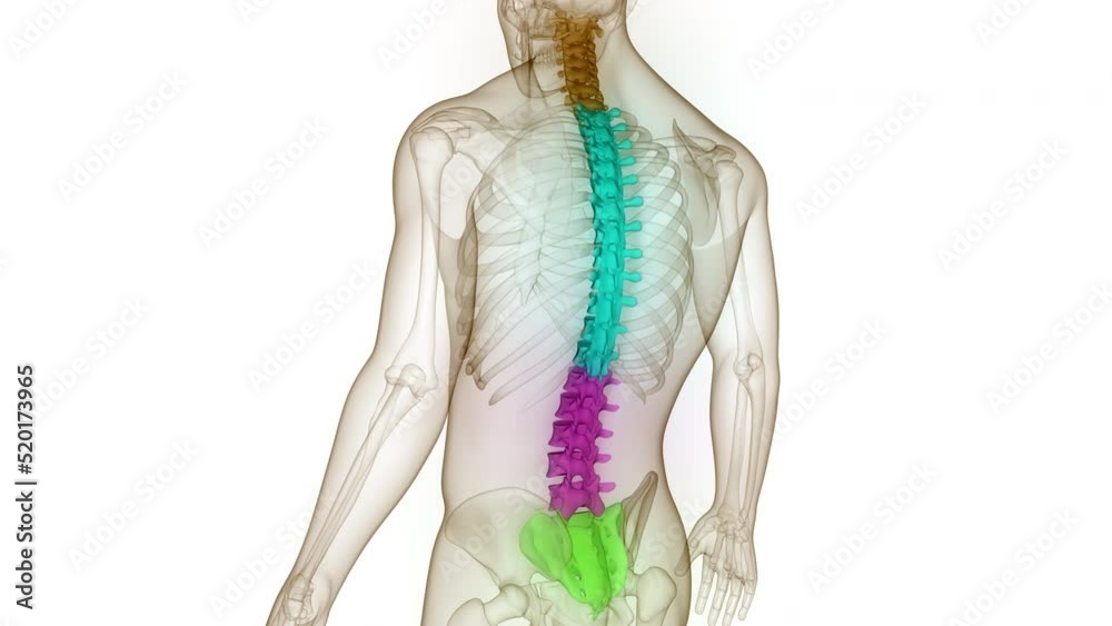 Spinal Cord Vertebral Column of Human Skeleton System Anatomy Animation ...