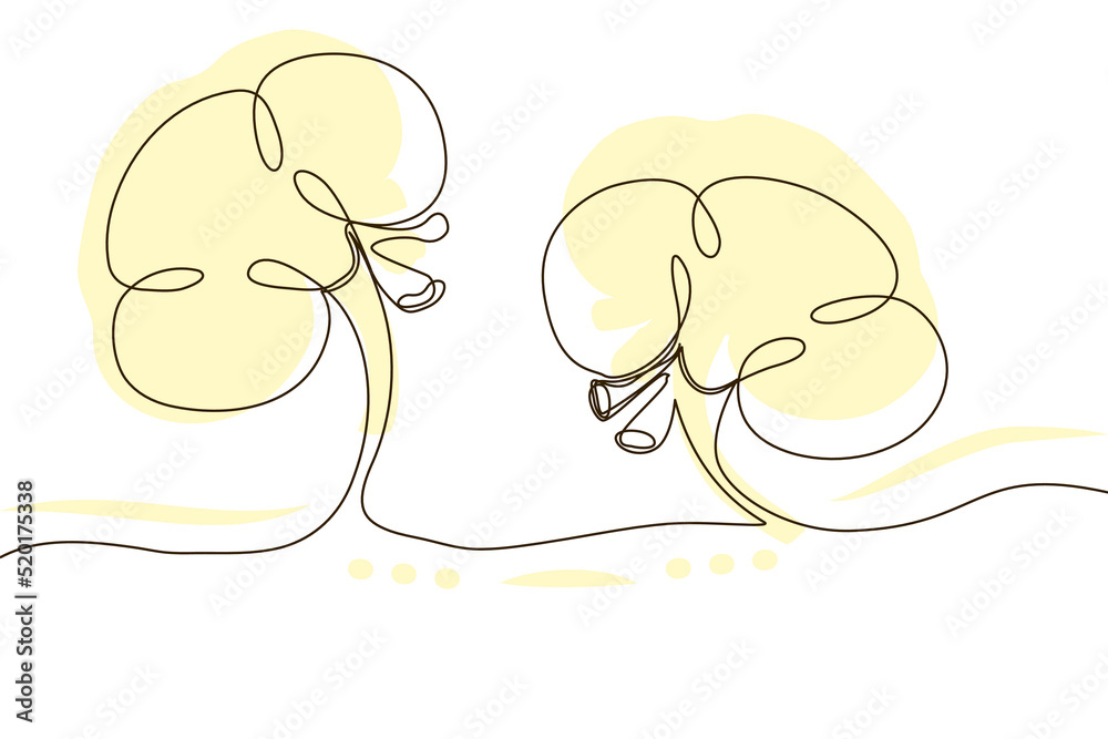 Kidneys Hand drawn icon continuous line drawing and pink flat ...