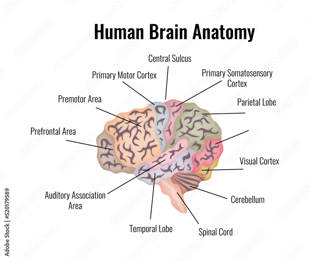 Human Brain Anatomy Composition Stock Vector | Adobe Stock