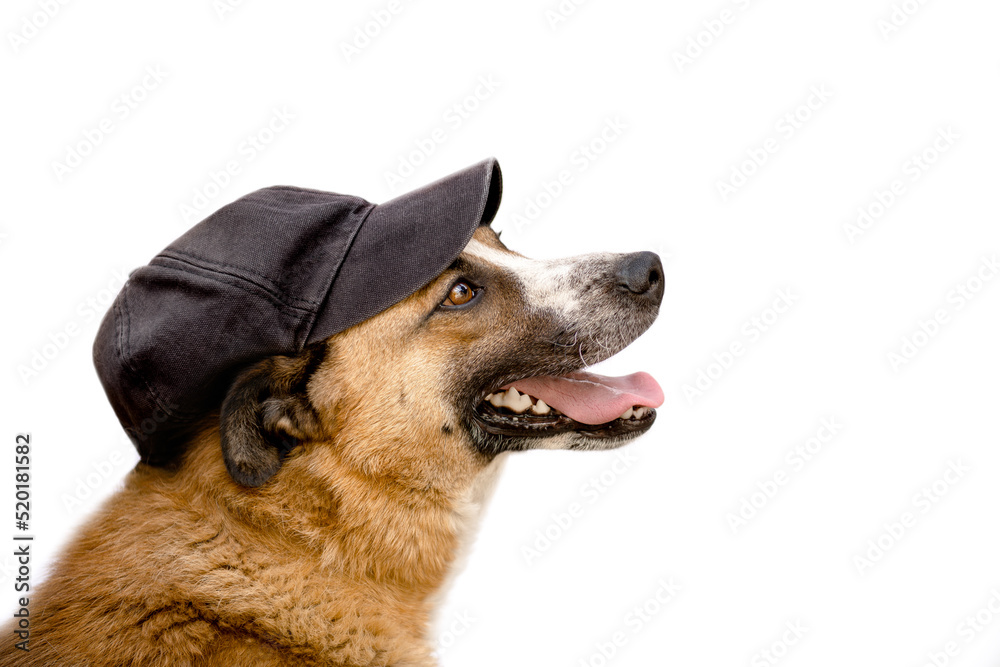 Portrait of a dog in a cap with a tongue on a white background with a ...