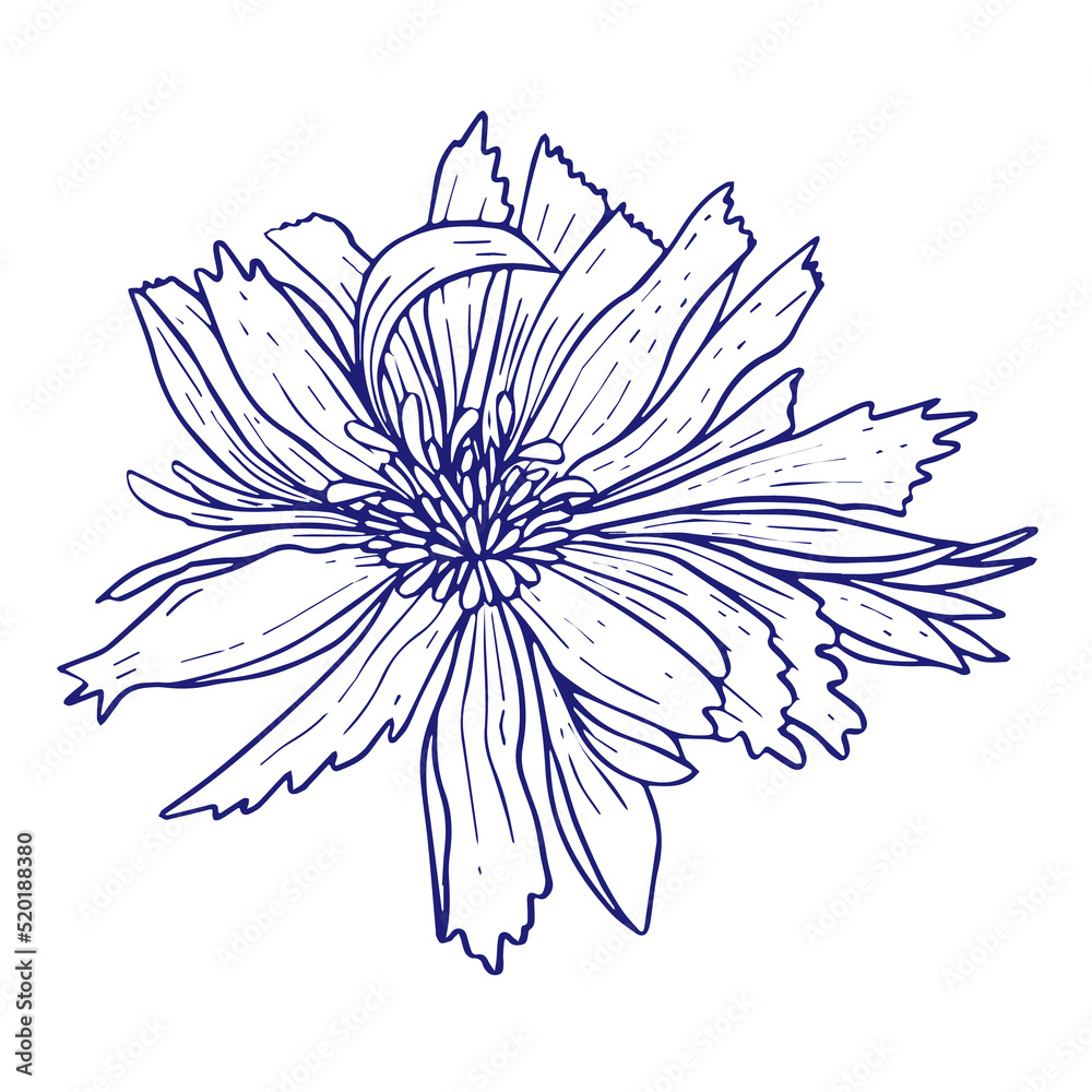 Chicory flower doodle sketch. Hand drawn vector illustration isolated ...