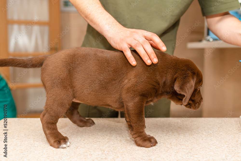 Cute labrador puppy dog getting a examines at the veterinary doctor.Dog ...