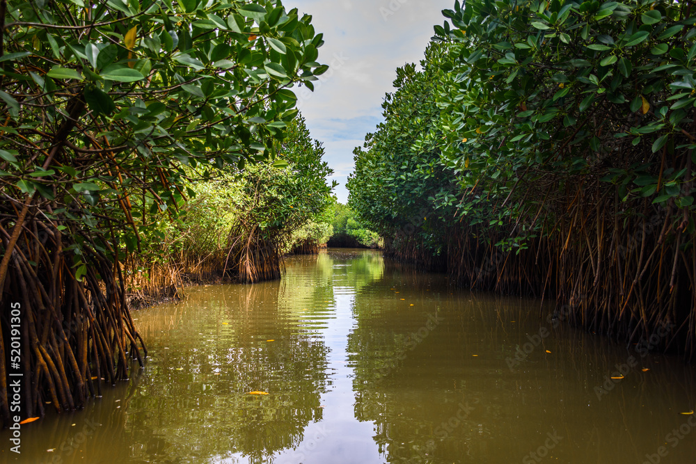 Pichavaram Mangrove Forests. The second largest Mangrove forest in the ...