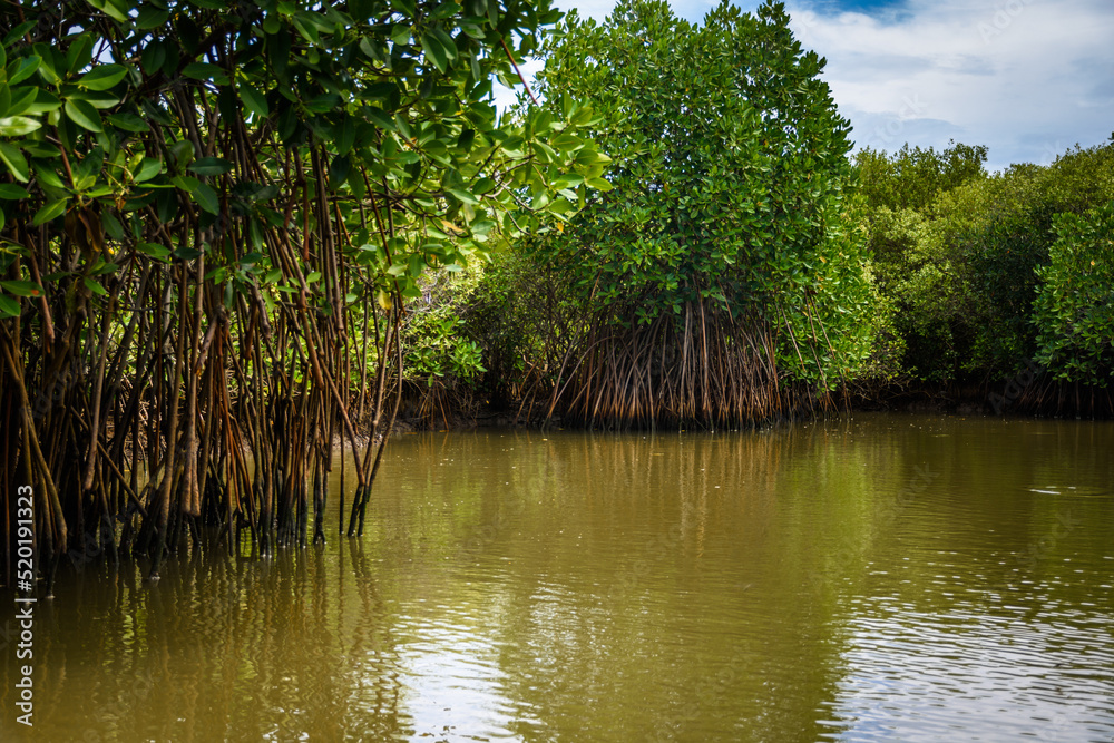 Pichavaram Mangrove Forests. The second largest Mangrove forest in the ...