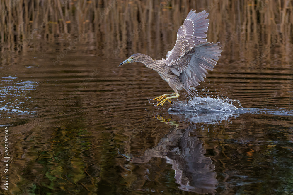 Juvenile Black-crowned Night Heron (Nycticorax nycticorax) fishing in a ...
