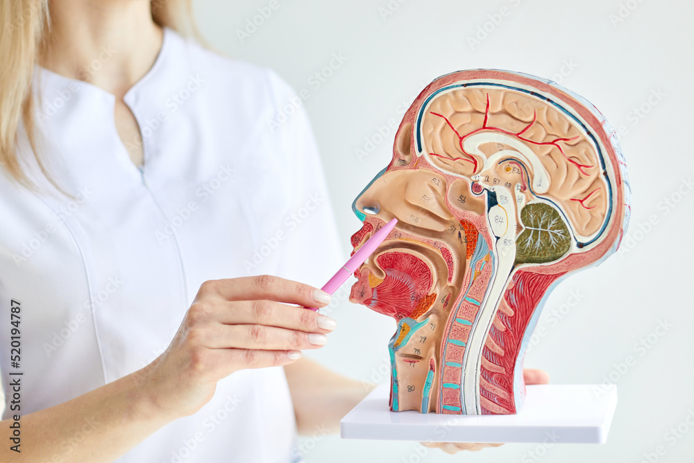 ENT doctor using throat anatomical model to analyzing patient ear, nose ...