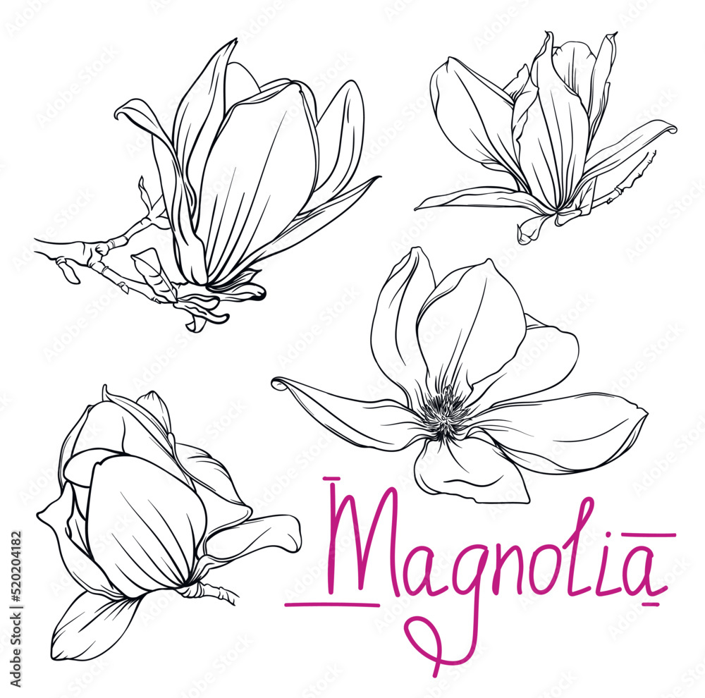 hand drawn monochrome magnolia flowers and branches. magnolia outline ...