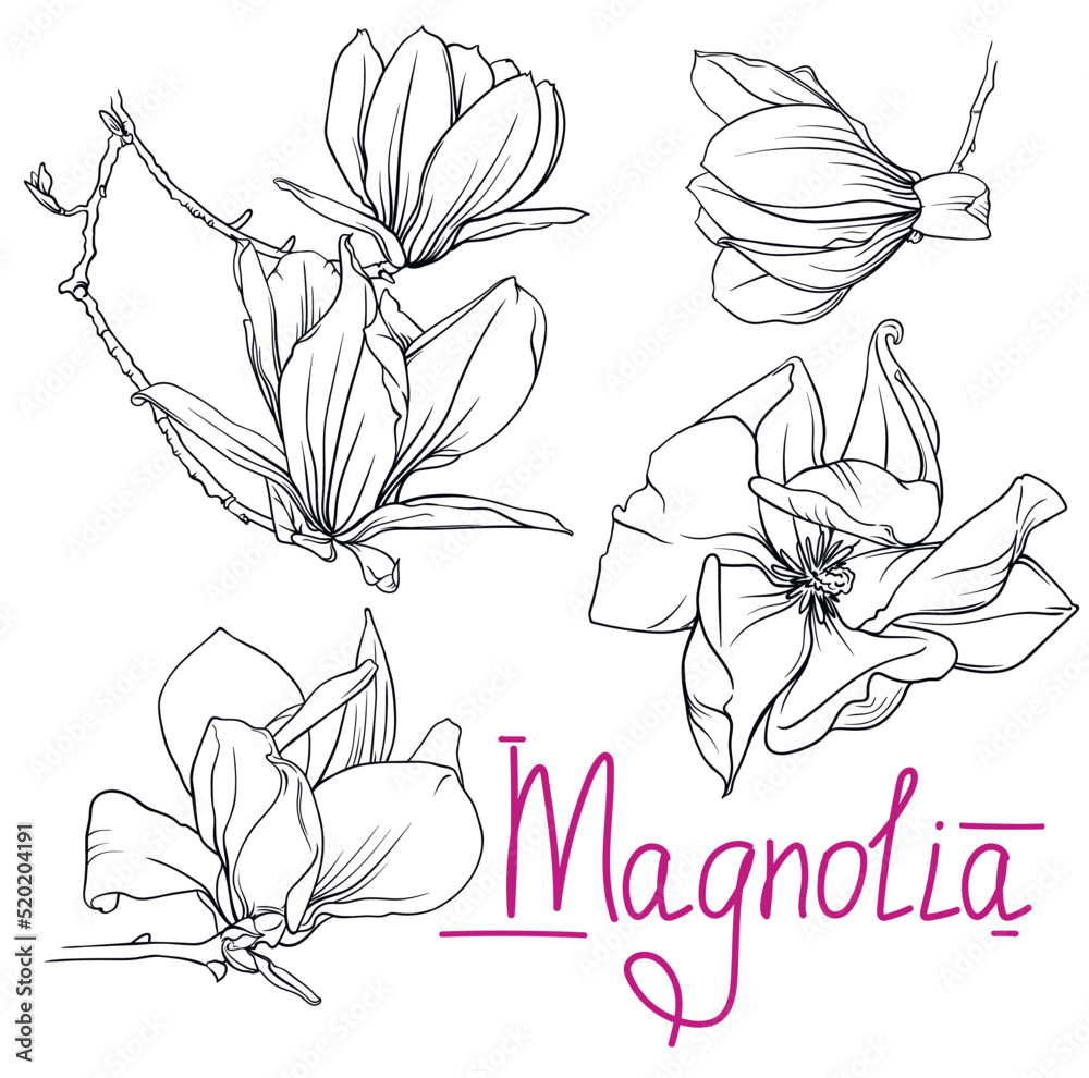 hand drawn monochrome magnolia flowers and branches. magnolia outline ...