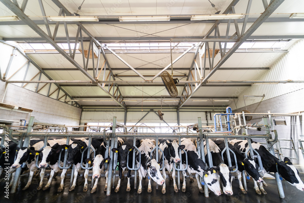 Countryside dairy farming barn. Hangar milk production. Stock Photo ...