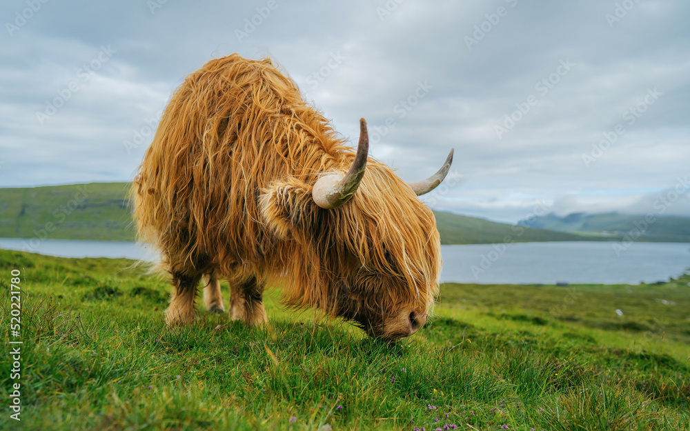 A Highland Cow (bos taurus taurus) or sometimes known as a Hairy Coo ...