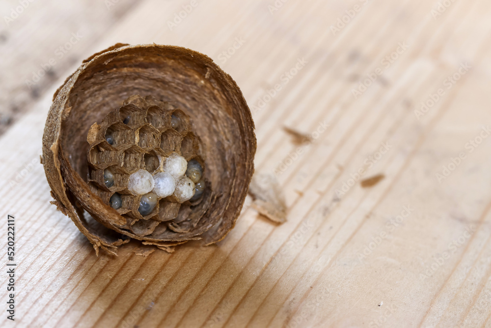 Foto de Wasp nest interior showing larvae in hexagonal cells with eggs ...