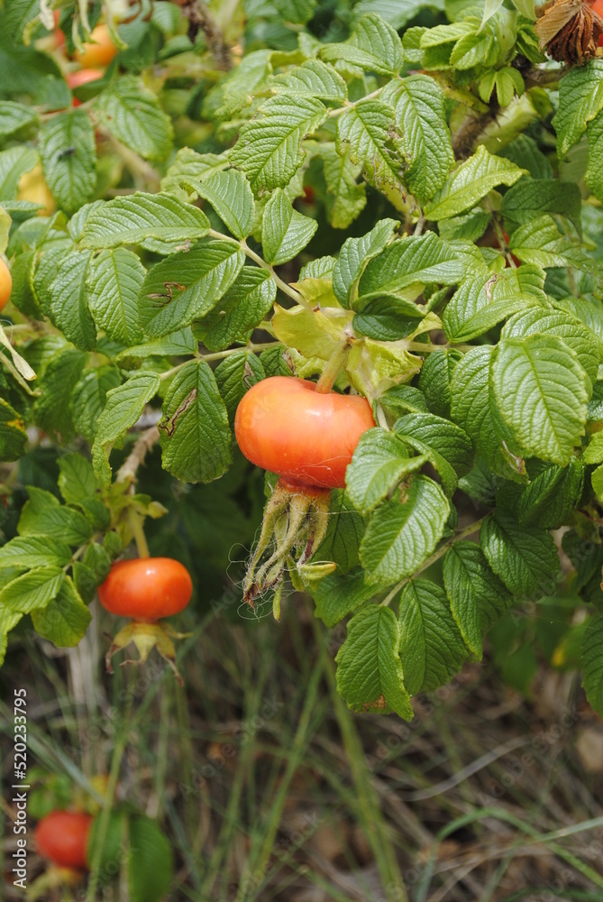 Rosa rugosa beach plum. Wild beach rose done blooming, turned to fruit ...